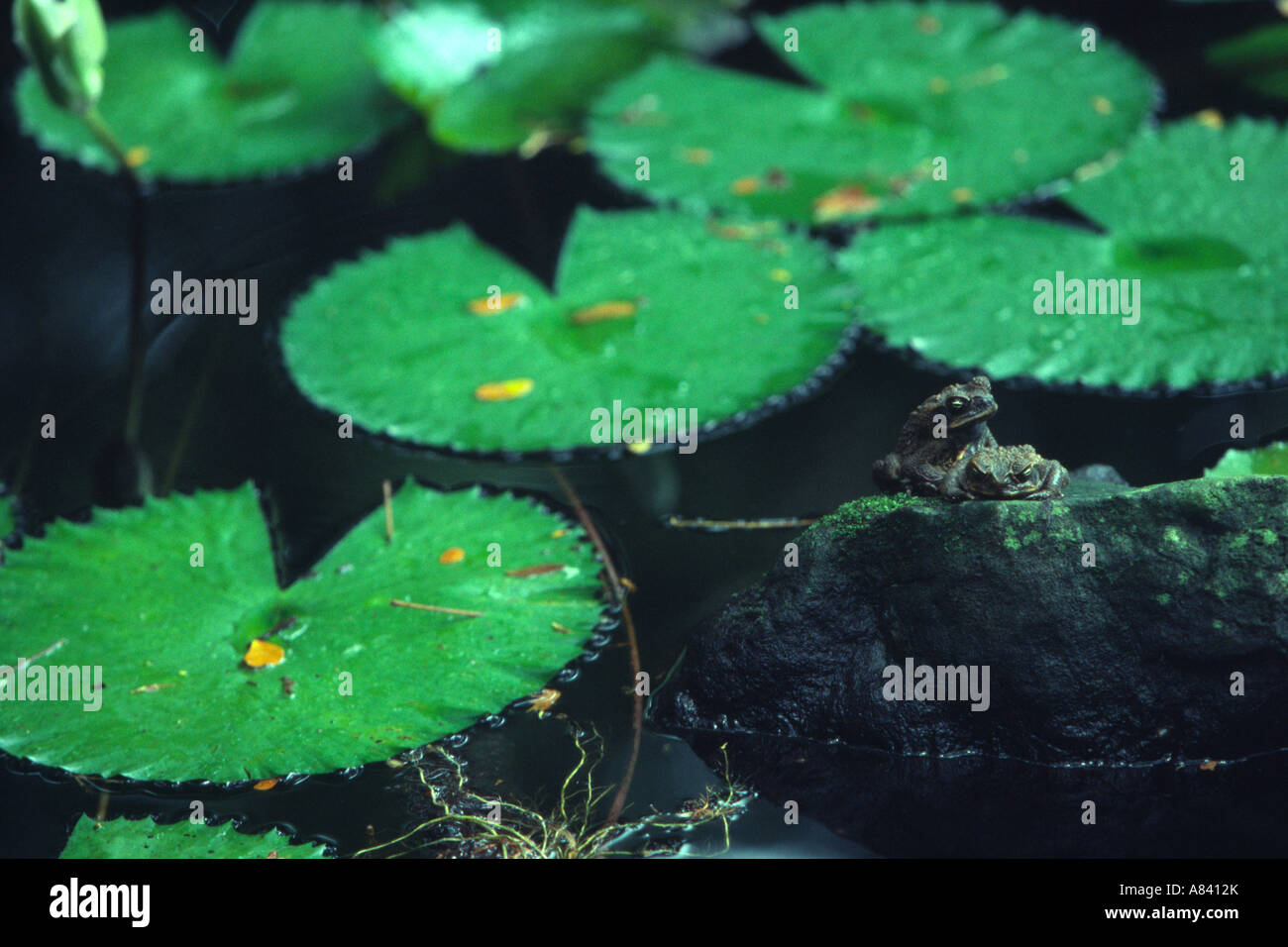 Frog friendly pond hi-res stock photography and images - Alamy