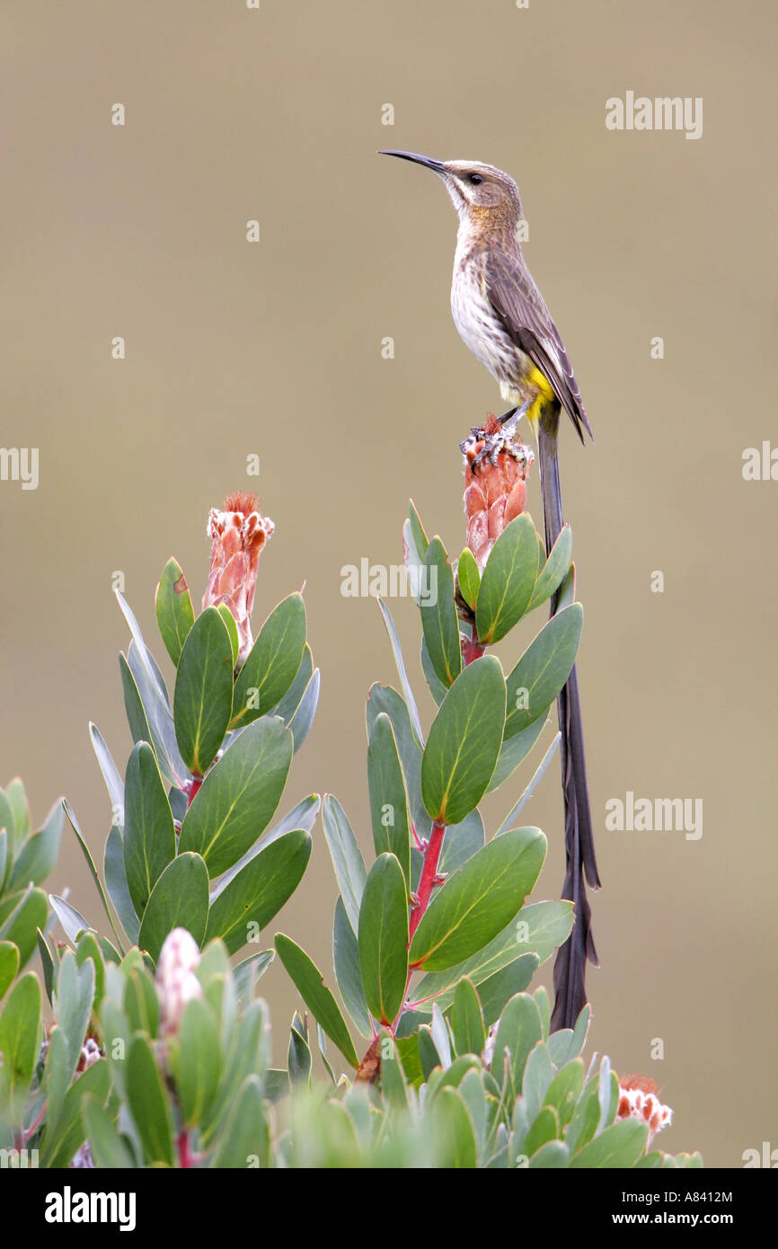 Cape Sugarbird on Protea Flower Stock Photo - Alamy