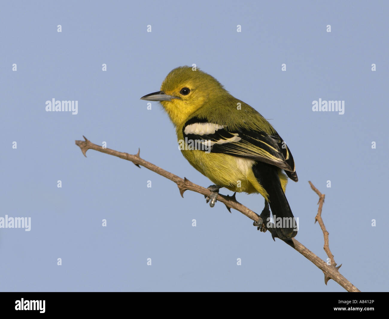 Iora india hi-res stock photography and images - Alamy