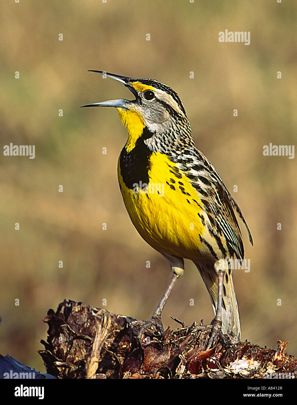 Eastern Meadowlark singing in morning light Stock Photo - Alamy