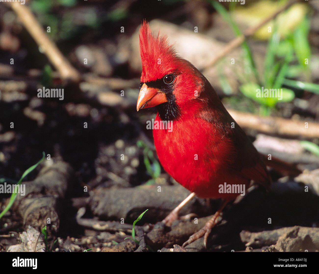American cardinal hi-res stock photography and images - Alamy