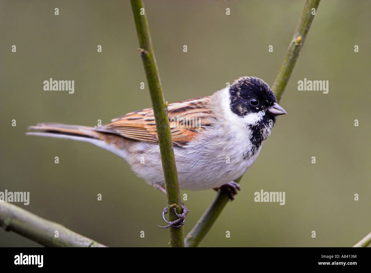 Reed Bunting in willow tree Stock Photo - Alamy