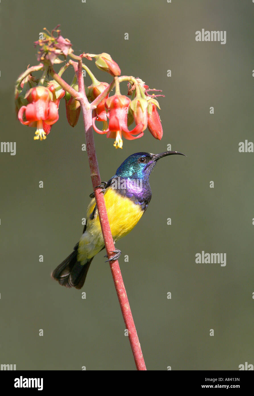 Variable Sunbird on flower Stock Photo - Alamy