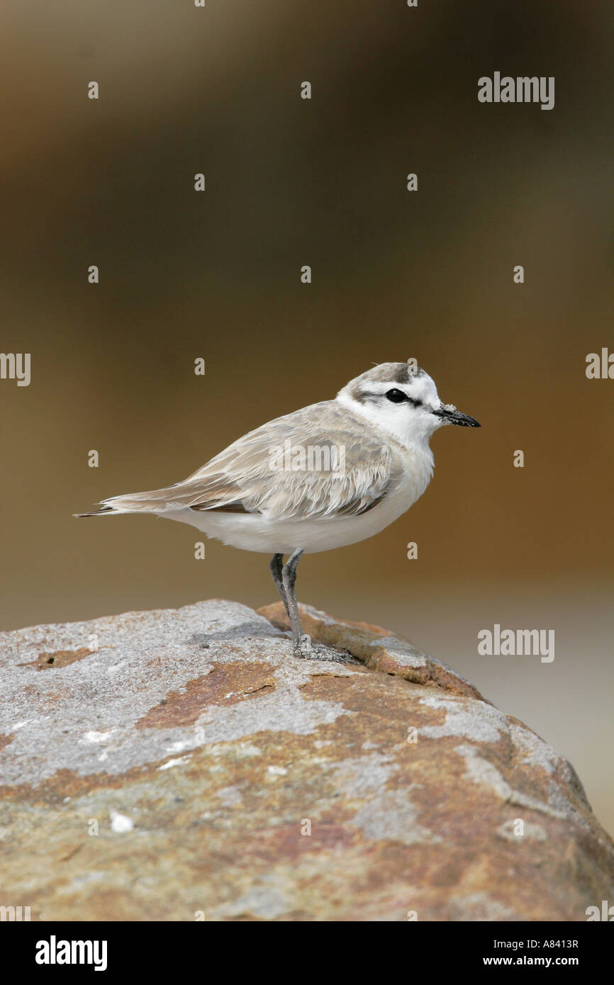 White fronted Plover on rock Stock Photo - Alamy