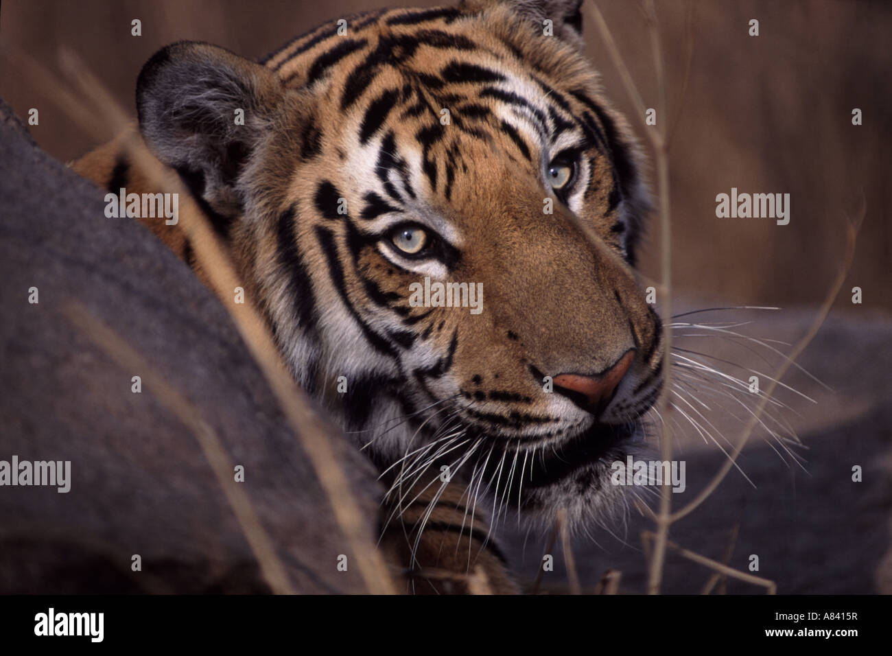 Tiger looks hi-res stock photography and images - Alamy