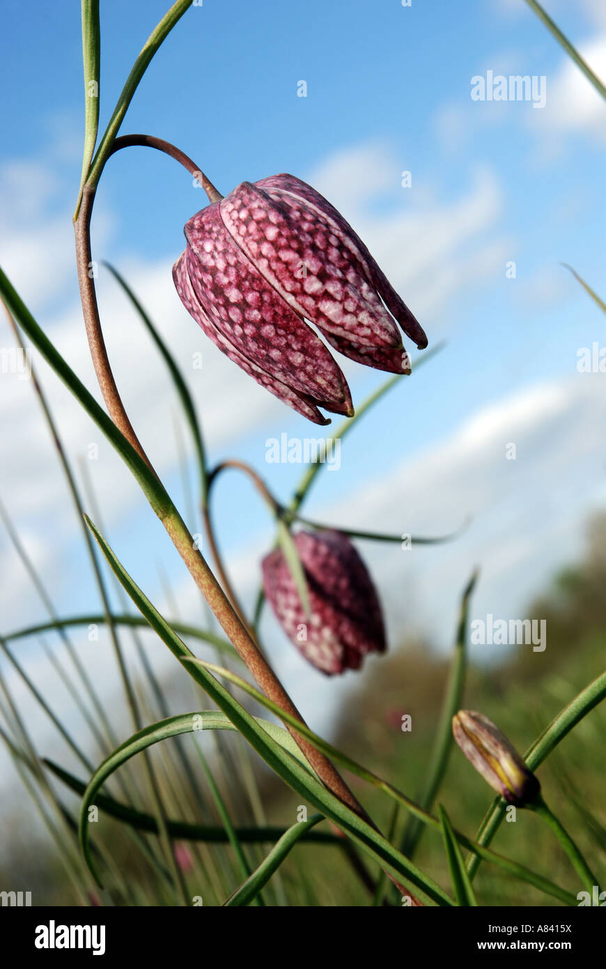 Iffley meadow nature reserve oxford hi-res stock photography and images ...