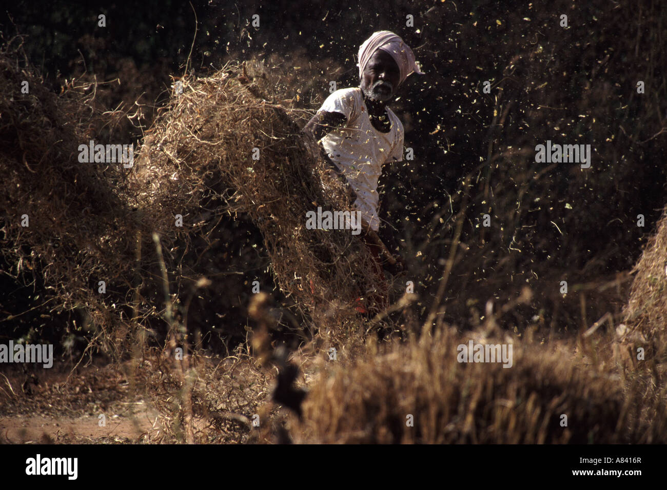 An Indian Man threshing by hand, South India Stock Photo - Alamy