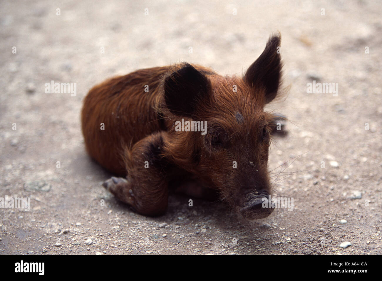 A Piglet on the Island of Tarawa, Kiribati South Pacific Stock Photo ...
