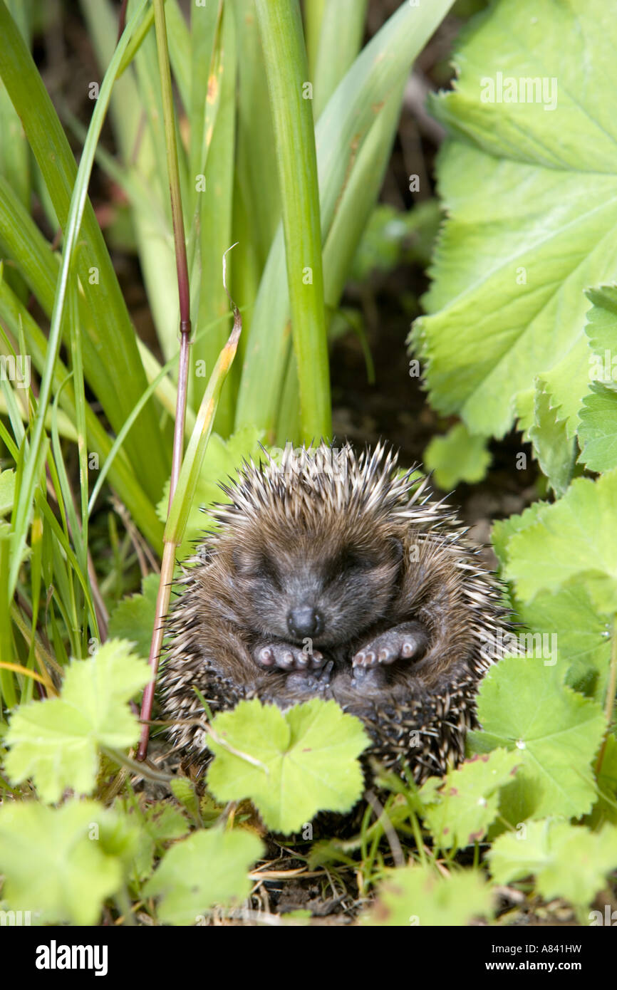 A young hedgehop hides in the undergrowth Stock Photo - Alamy