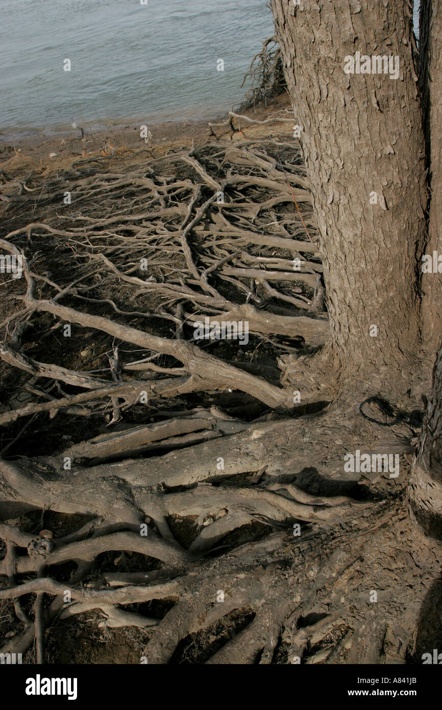 silver maple Tree roots Stock Photo - Alamy
