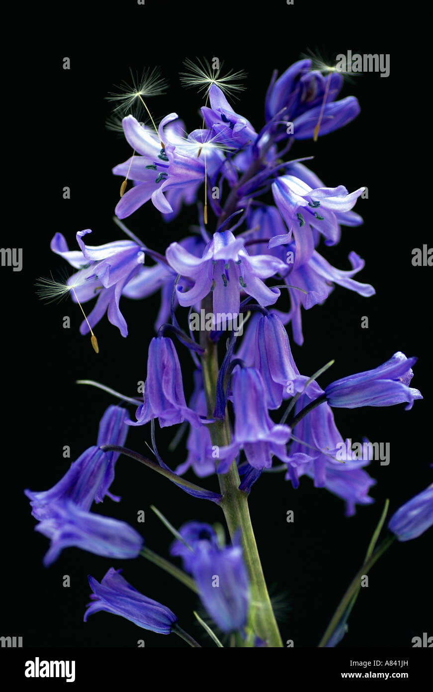 Bluebell flowers on dark background with dandelion seeds Stock Photo ...
