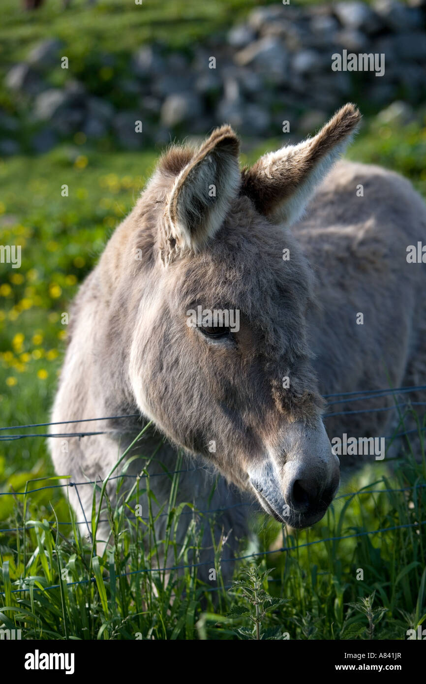 A donkey in shetland Stock Photo - Alamy