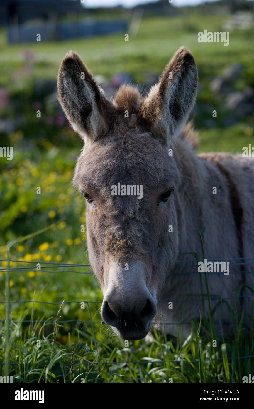 A donkey in shetland Stock Photo - Alamy