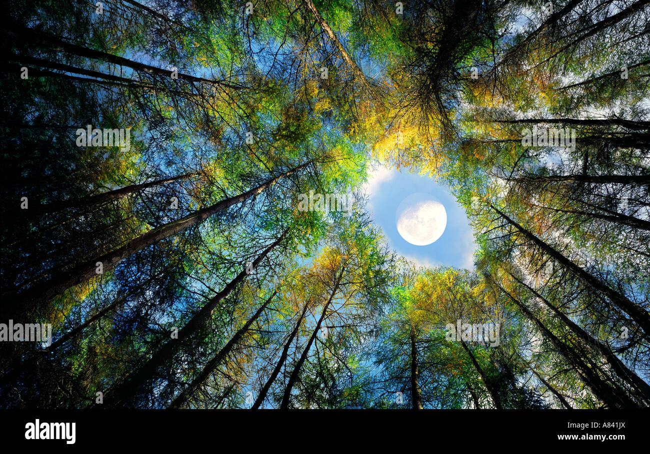 trees with moon Stock Photo - Alamy