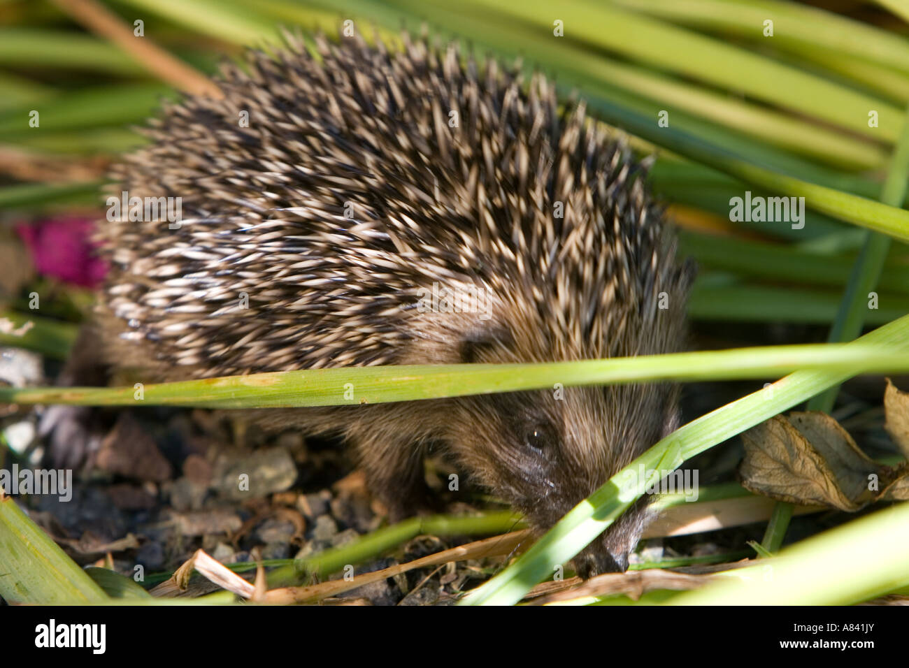 Foraging hedgehog hi-res stock photography and images - Alamy