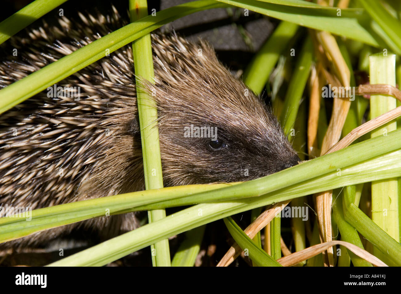 Foraging hedgehog hi-res stock photography and images - Alamy