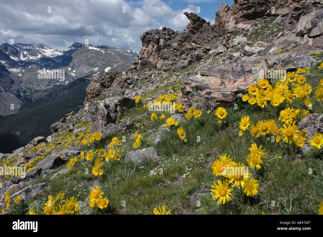 Alpine sunflowers Rocky Mountain National Park Colorado mountains peak ...