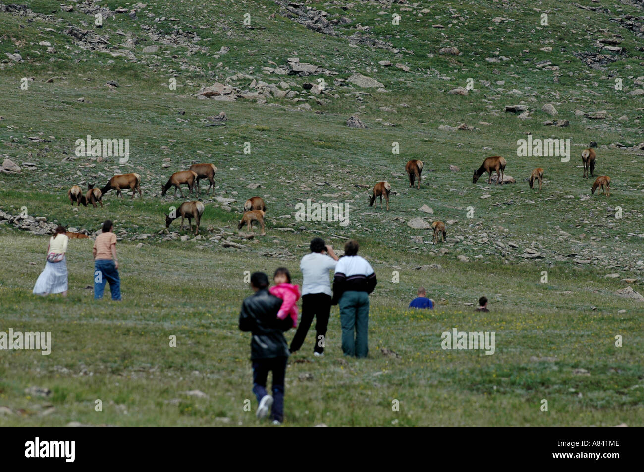 tourist approaching elk herd rocky mountain national park colorado ...