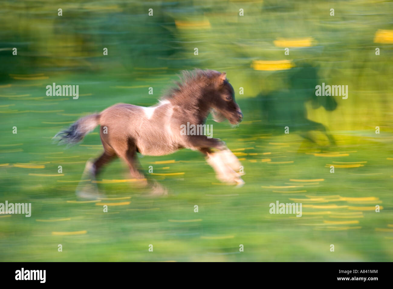 A Shetland Foal playfully races its shadow Stock Photo - Alamy
