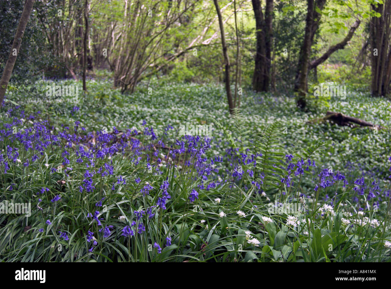 Bluebell meadow at Dunsford Wood in Devon Stock Photo - Alamy
