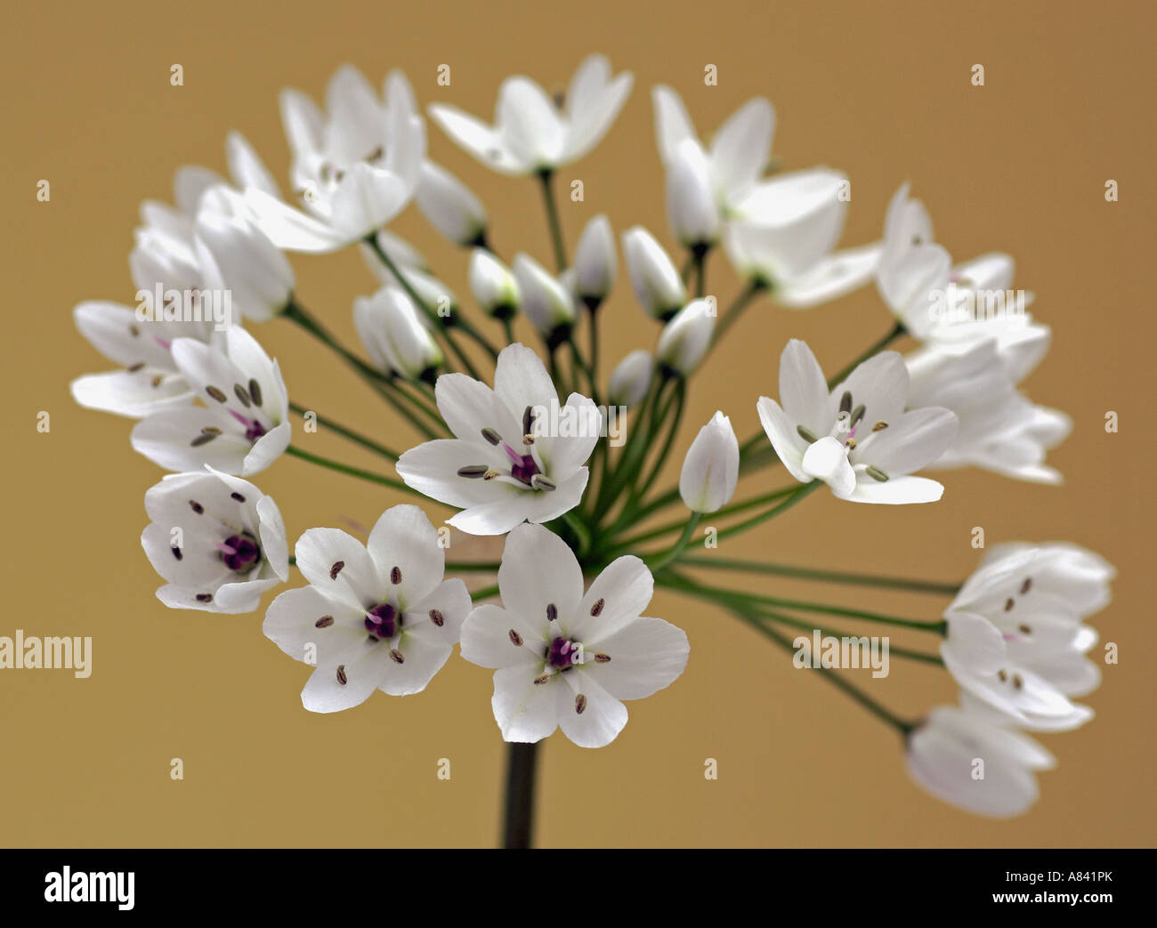 White garlic allium neapolitanum Cut Out Stock Images & Pictures - Alamy