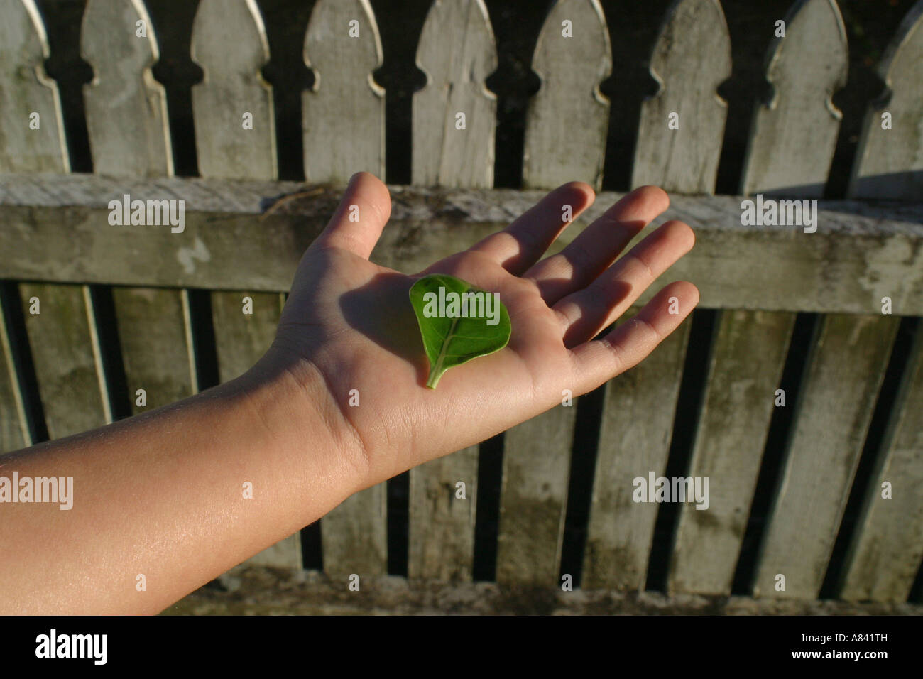 hand holding a leaf Stock Photo - Alamy