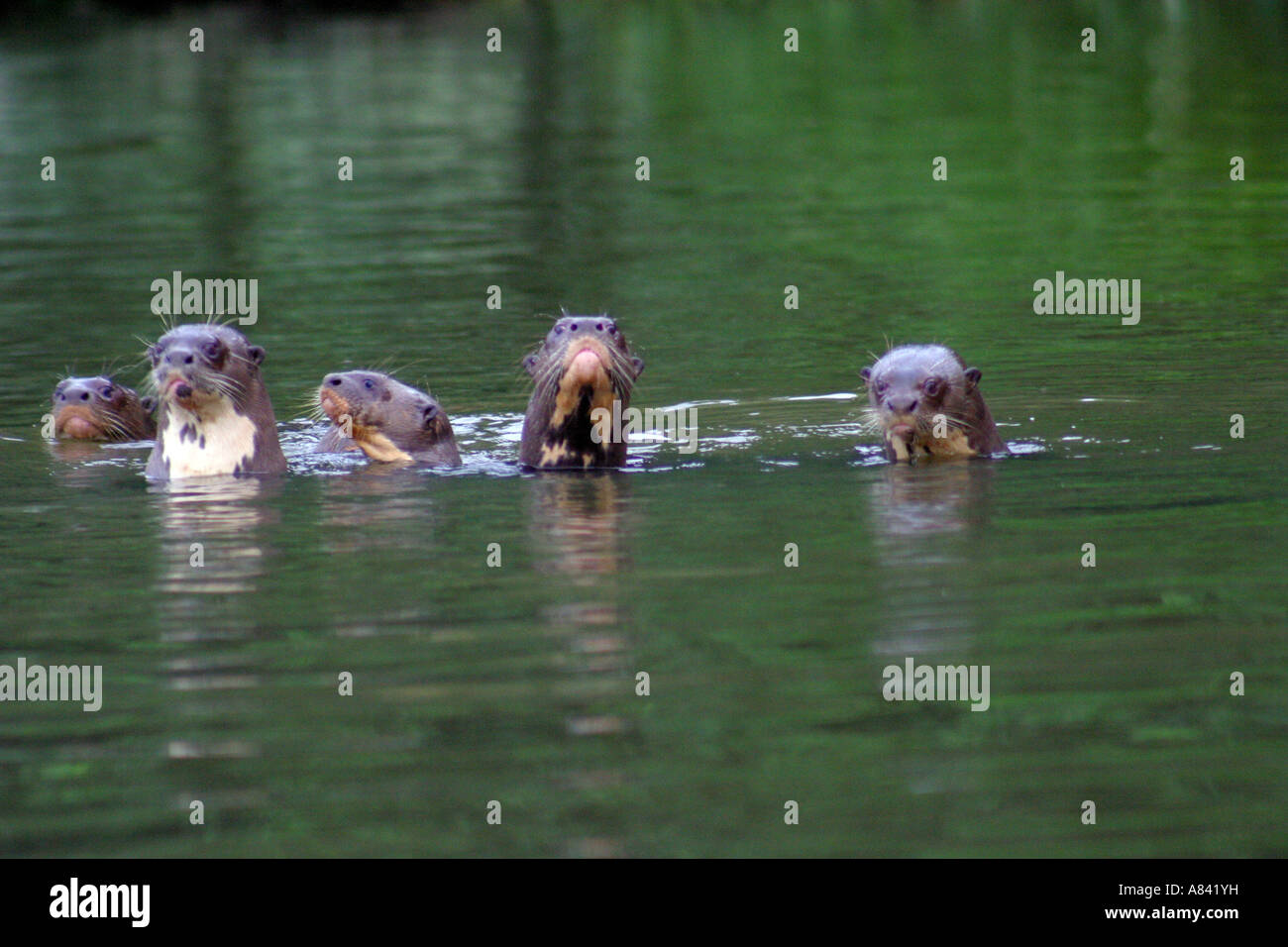 Otters in Peru South America Stock Photo - Alamy