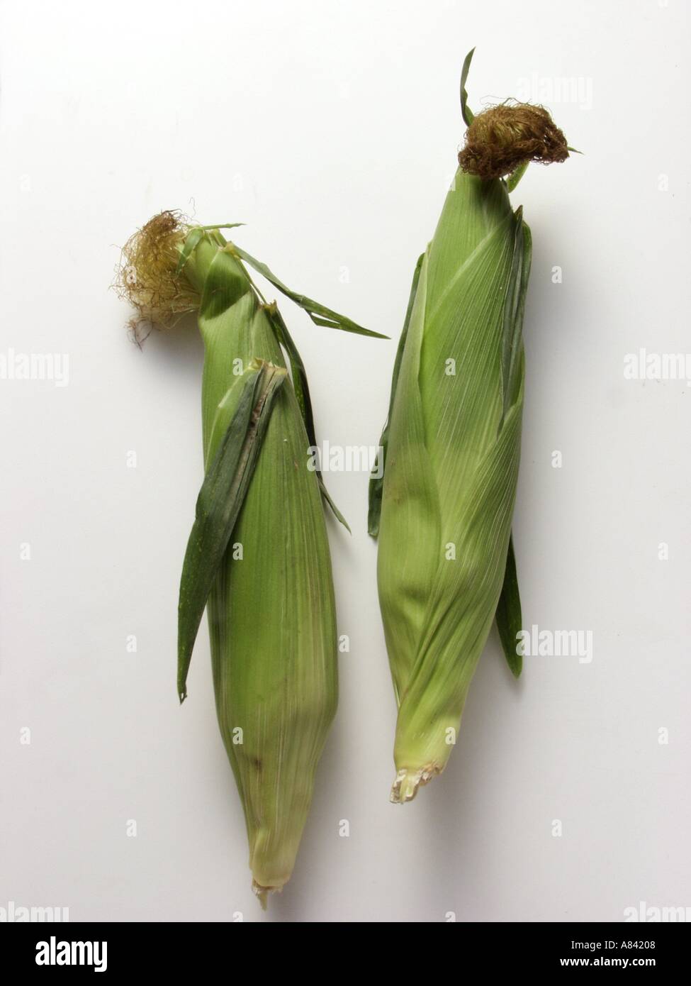 Two ear of corn hi-res stock photography and images - Alamy