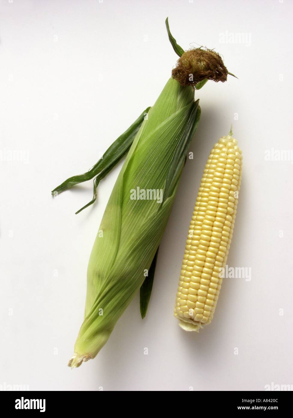 Two Ears of Corn with and without Husk Stock Photo - Alamy
