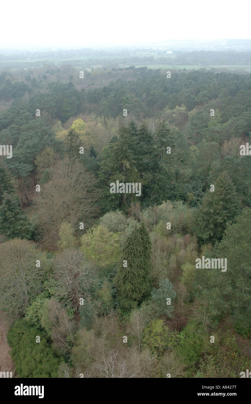 Birds of english forests hi-res stock photography and images - Alamy