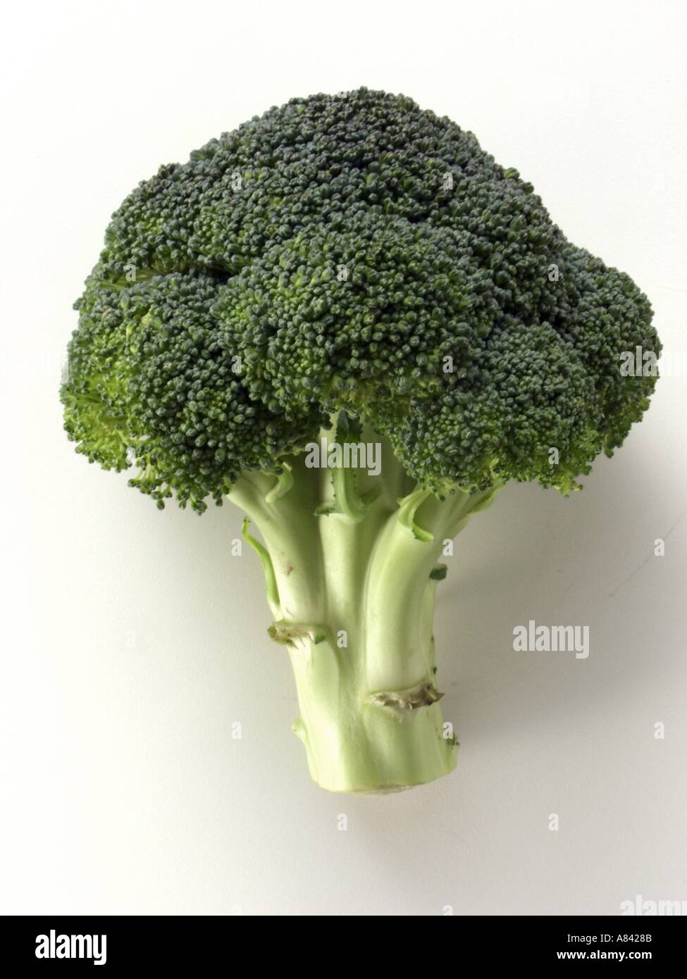 A Head of Broccoli Stock Photo - Alamy