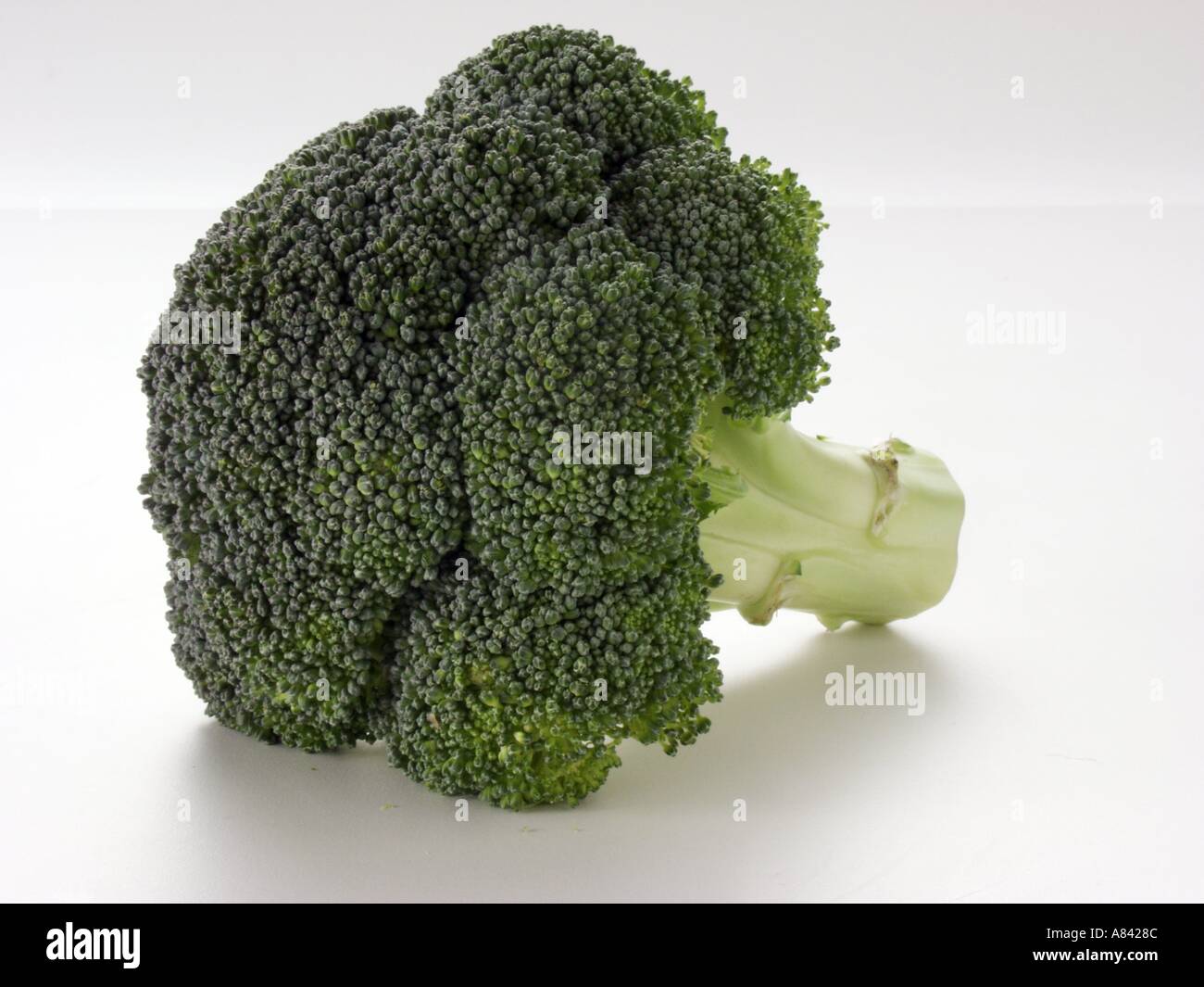 A Head of Broccoli Stock Photo - Alamy