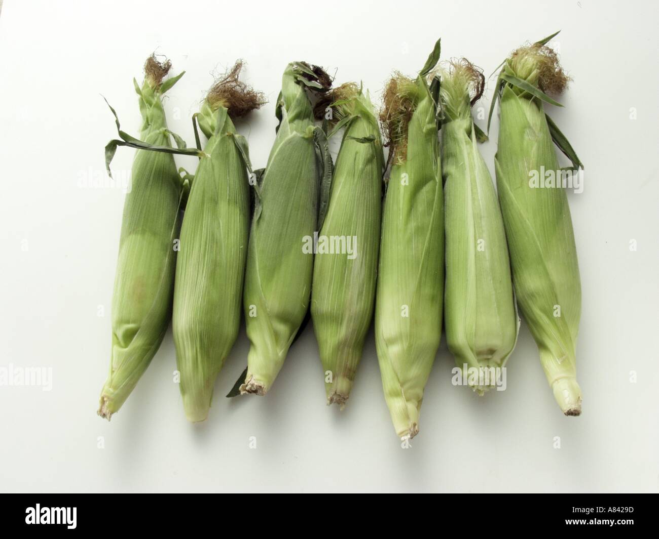 Ears Of Corn On 499 Ear Of Corn On Stalk Stock Photos, High Res