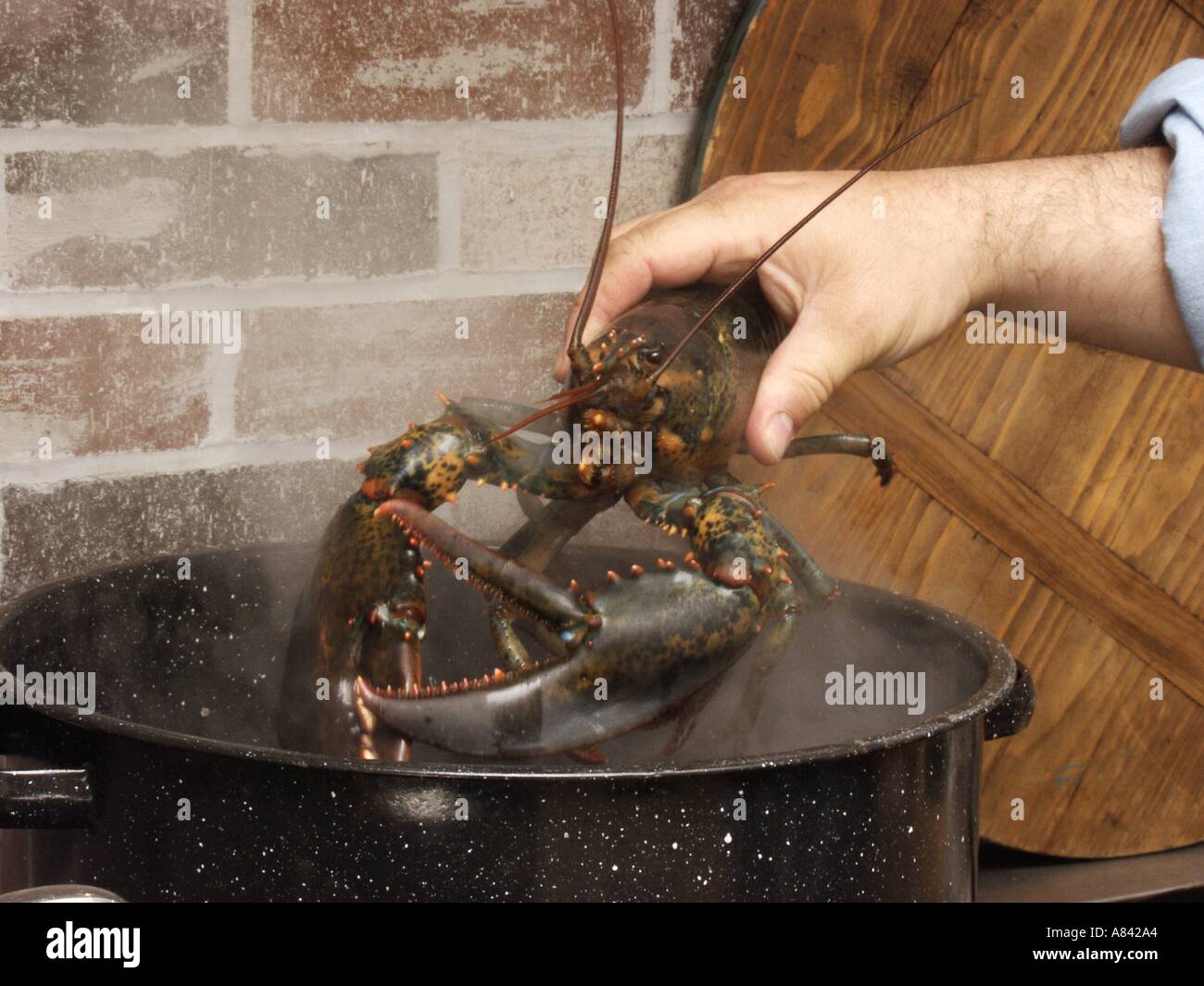 Placing a Lobster in Boiling Water Stock Photo - Alamy