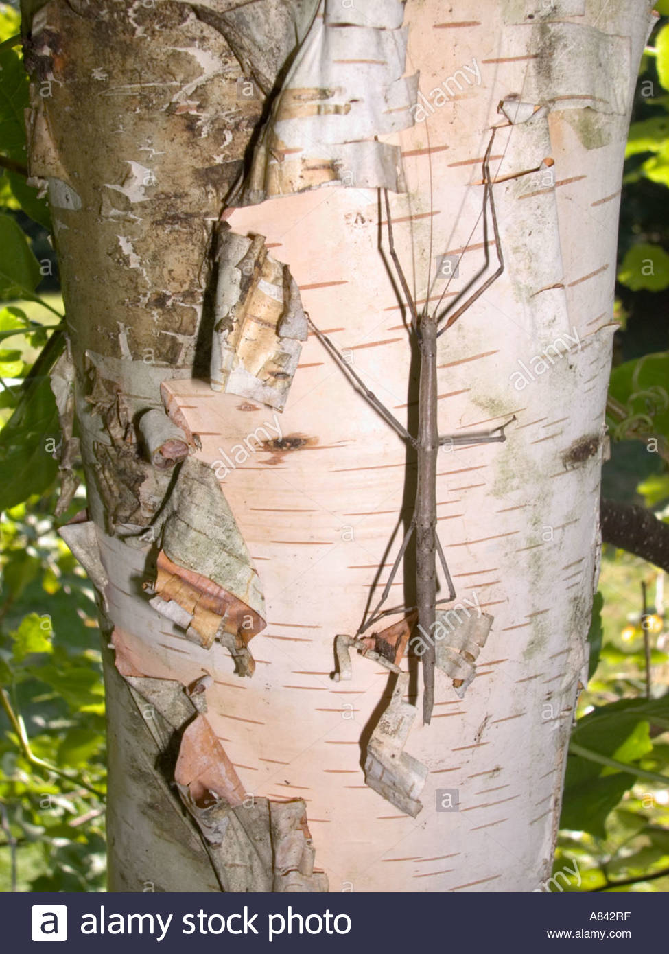 Walkingstick Insect High Resolution Stock Photography and Images - Alamy