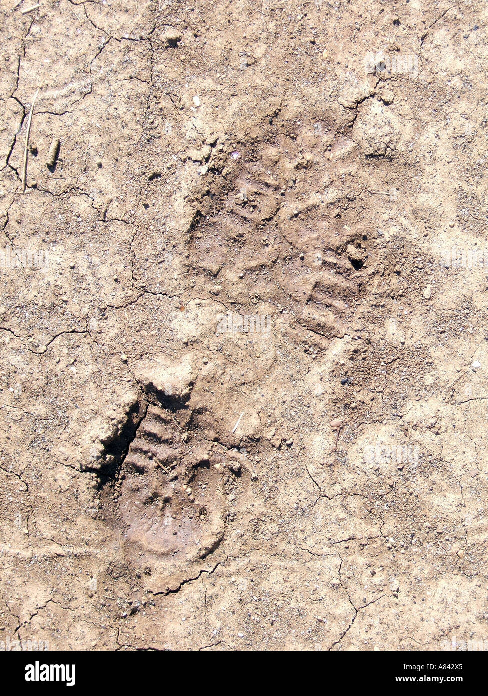 foot print in mud Stock Photo - Alamy