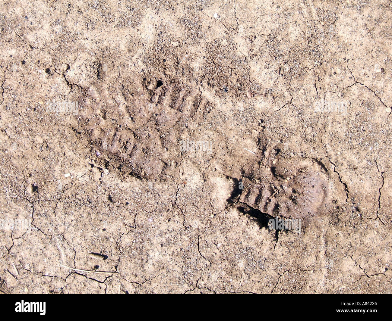 foot print in mud Stock Photo - Alamy