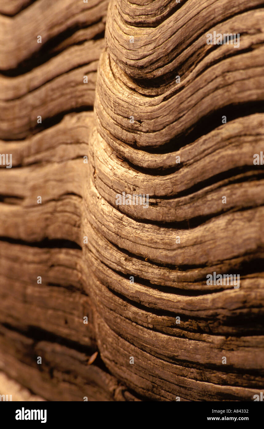 Curving tree trunk hi-res stock photography and images - Alamy