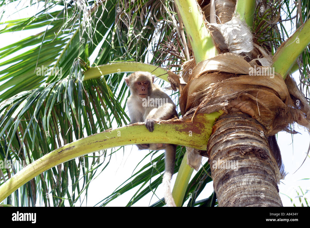 Monkey up a tree Vietnam Stock Photo - Alamy