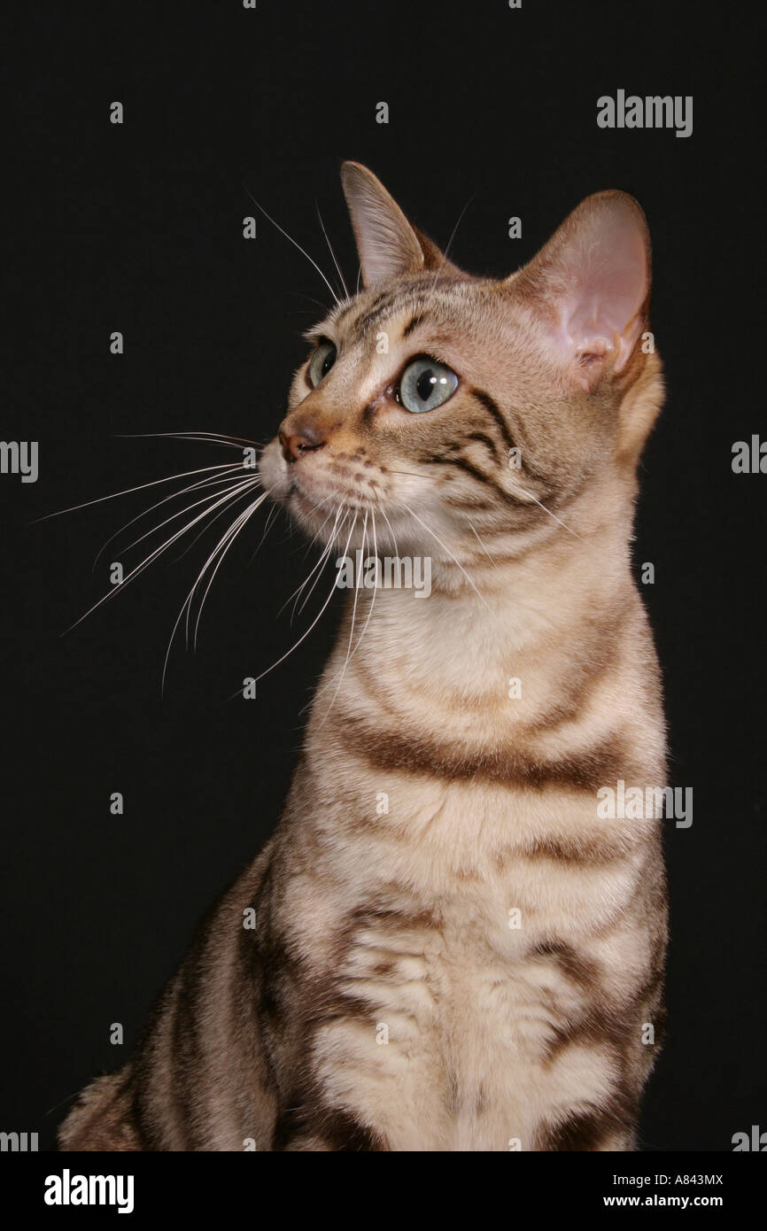 Startled cat hi-res stock photography and images - Alamy