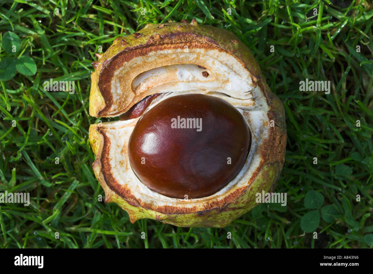 CONKER or SEED or NUT of horse chestnut tree Aesculus hippocastanum ...