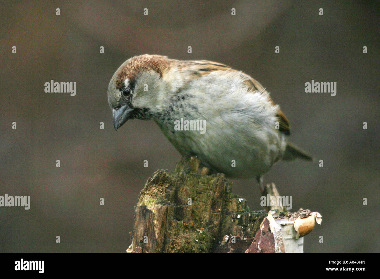 Bird on log Stock Photo - Alamy