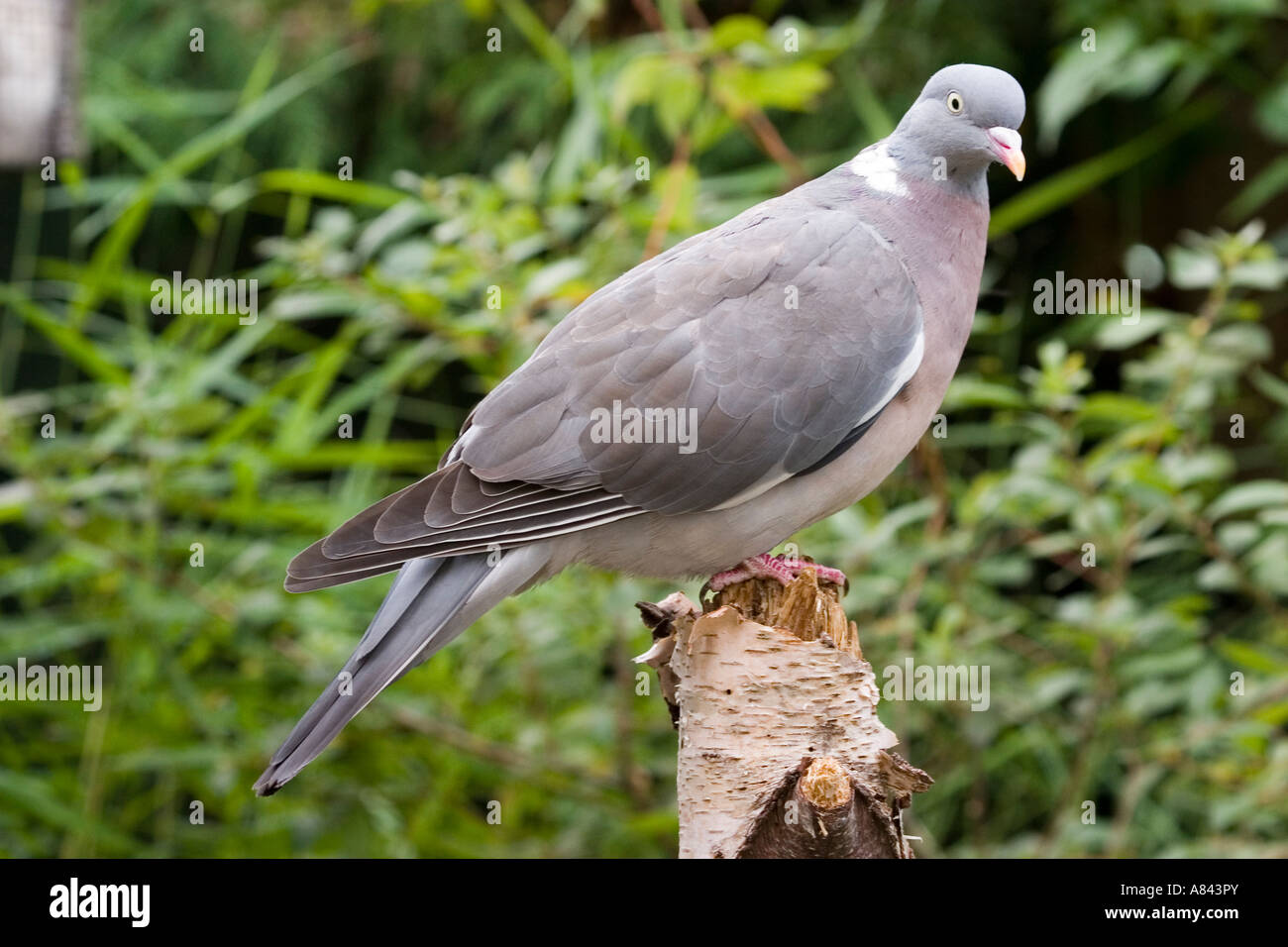 Wood pigeon log hi-res stock photography and images - Alamy