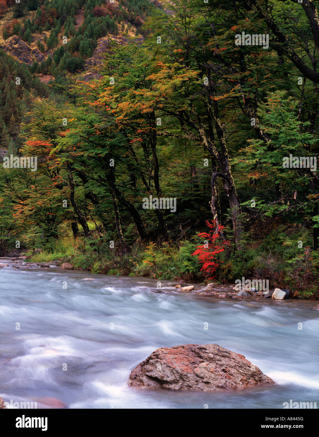 Autumn colours in Patagonia Region XI Chile Stock Photo - Alamy