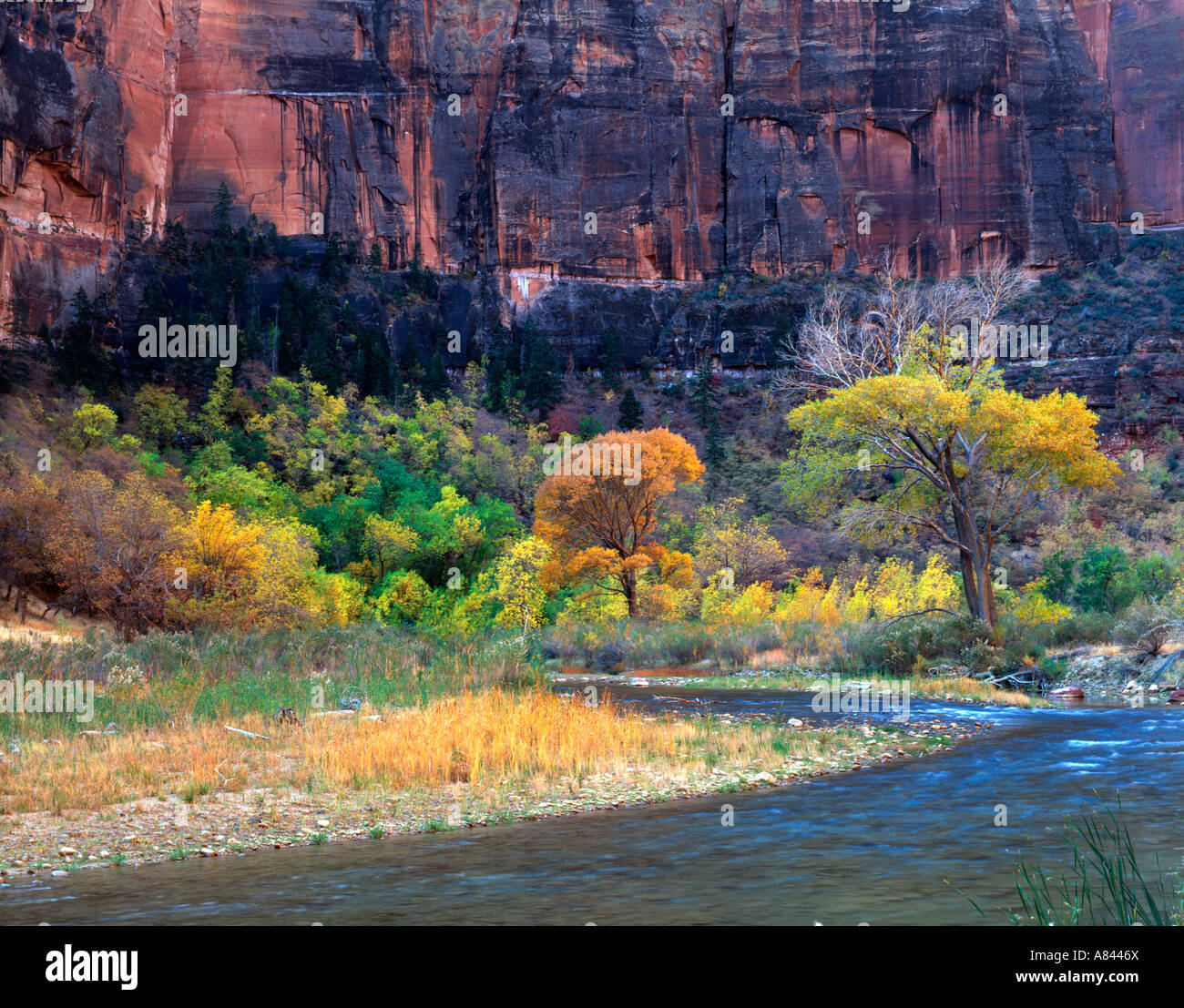 Autumn colours by the Virgin River in Zion Canyon National Park Utah ...