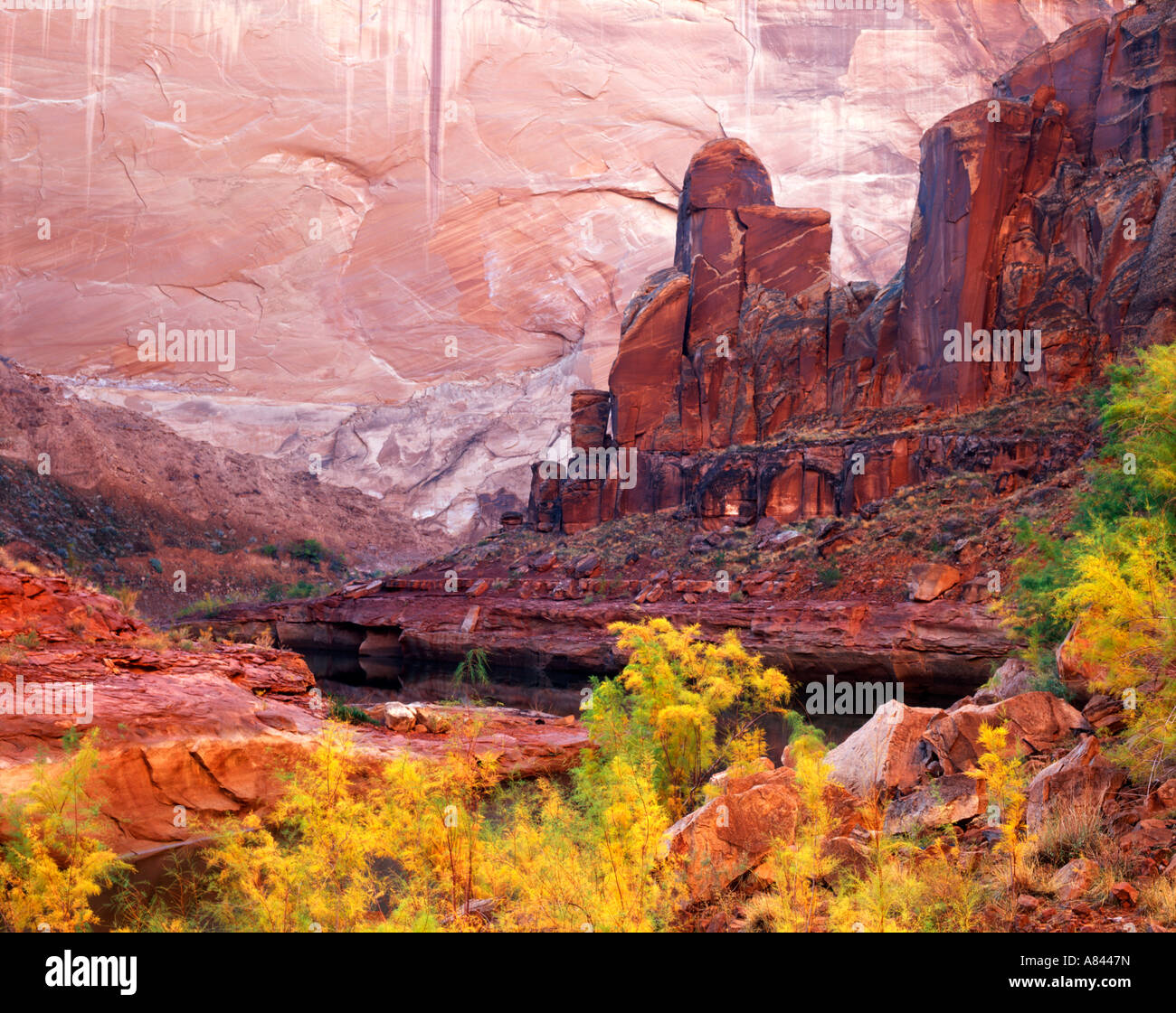 Tamarisk bushes in autumn below sandstone rock formations in Cow Canyon ...