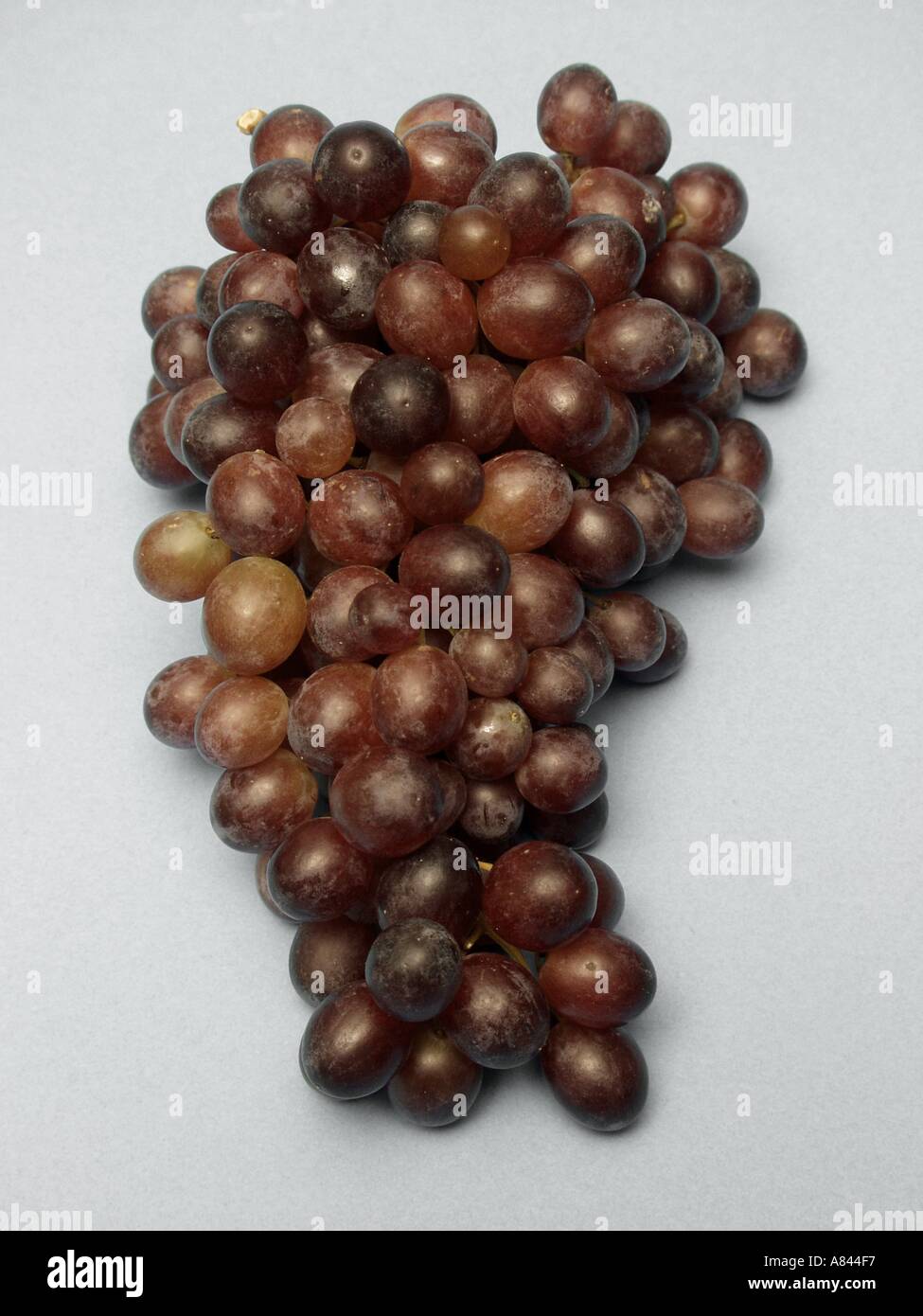 Cardinal grapes hi-res stock photography and images - Alamy