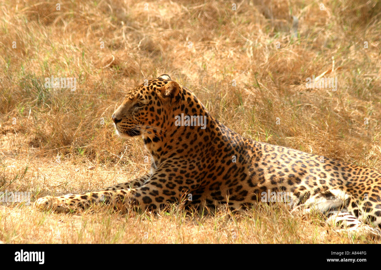Leopard relaxing in sun dried grass Stock Photo - Alamy