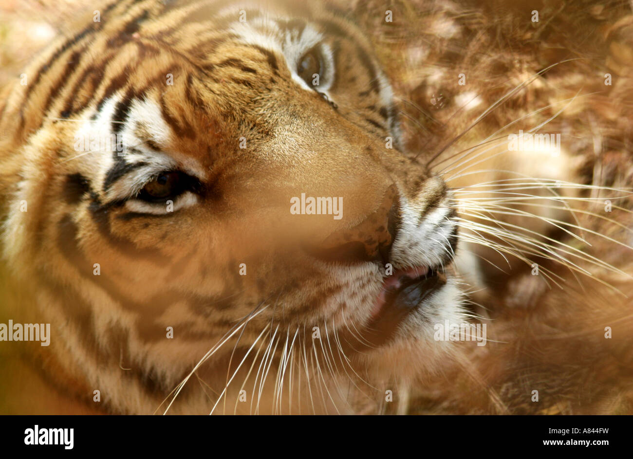 Tiger tiger burning bright! close up headshot Stock Photo - Alamy