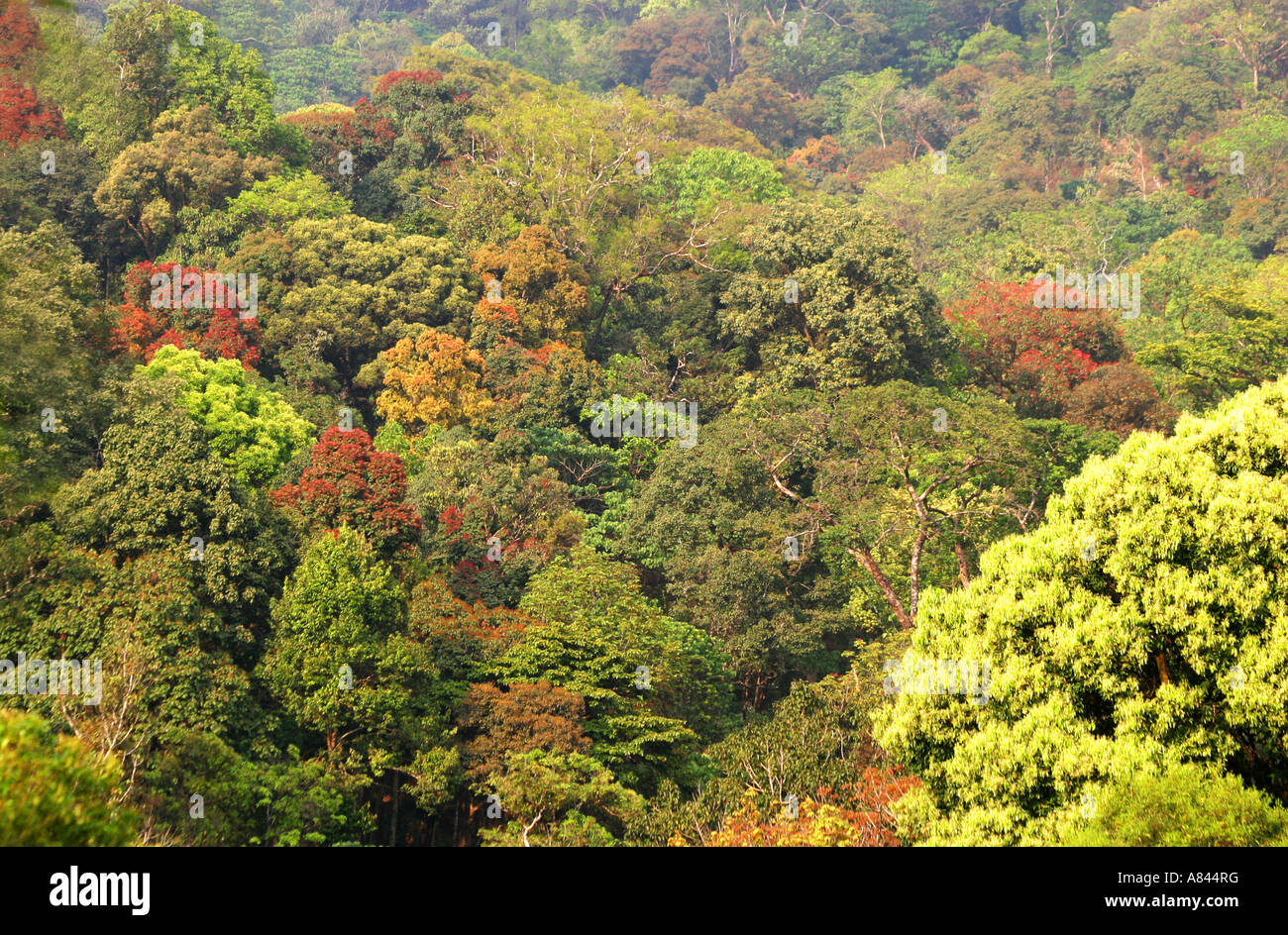Rich forests of the Wayanand Reserve in Kerala India Stock Photo - Alamy